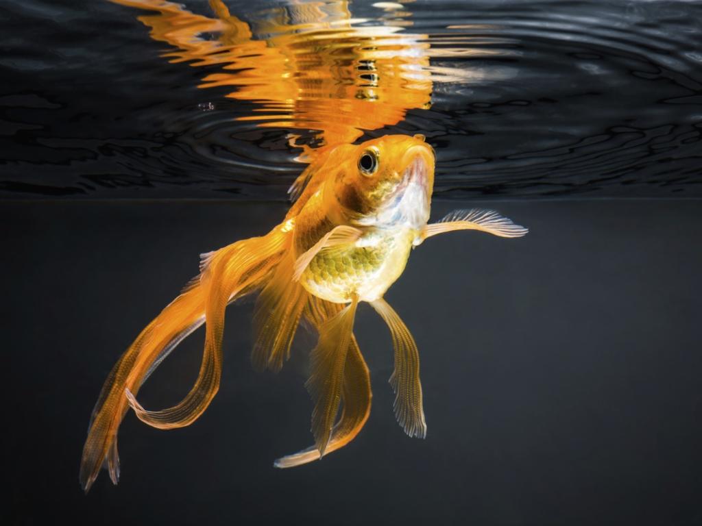 Учени: Ихтиотерапия помага при високо кръвно и депресия - Технологии ...