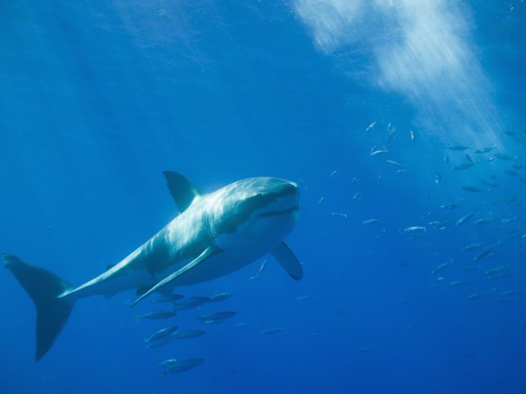 Започва преброяване на акулите в световния океан - Технологии - Vesti.bg