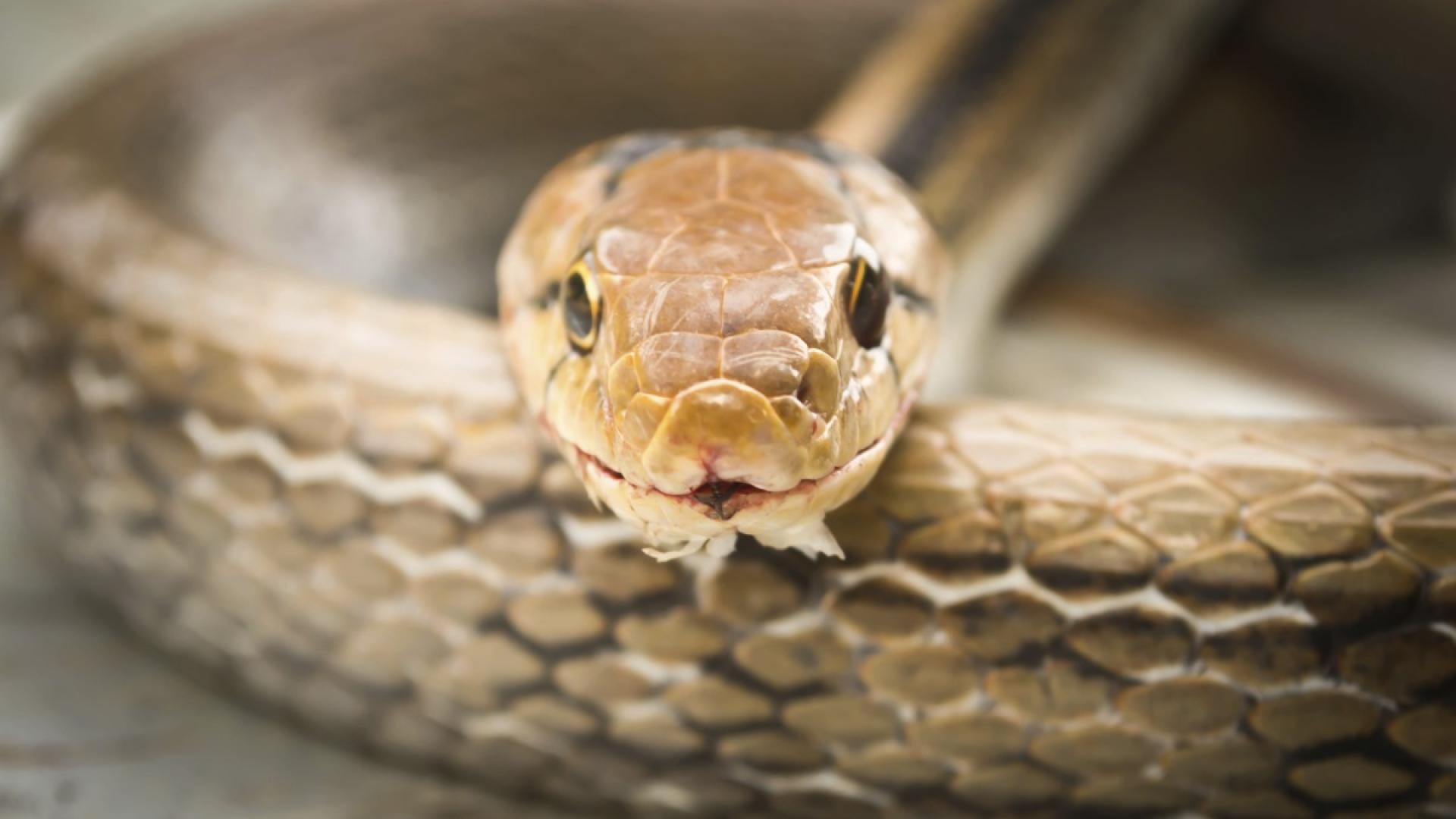 Змиите се оказаха със 70 млн. години по-стари|Vesti.bg