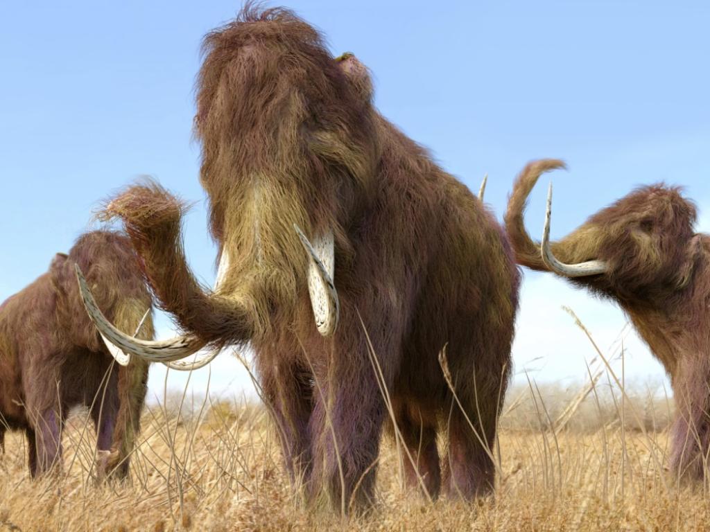 Дешифрираха генома на вълнистия мамут - Технологии | Vesti.bg