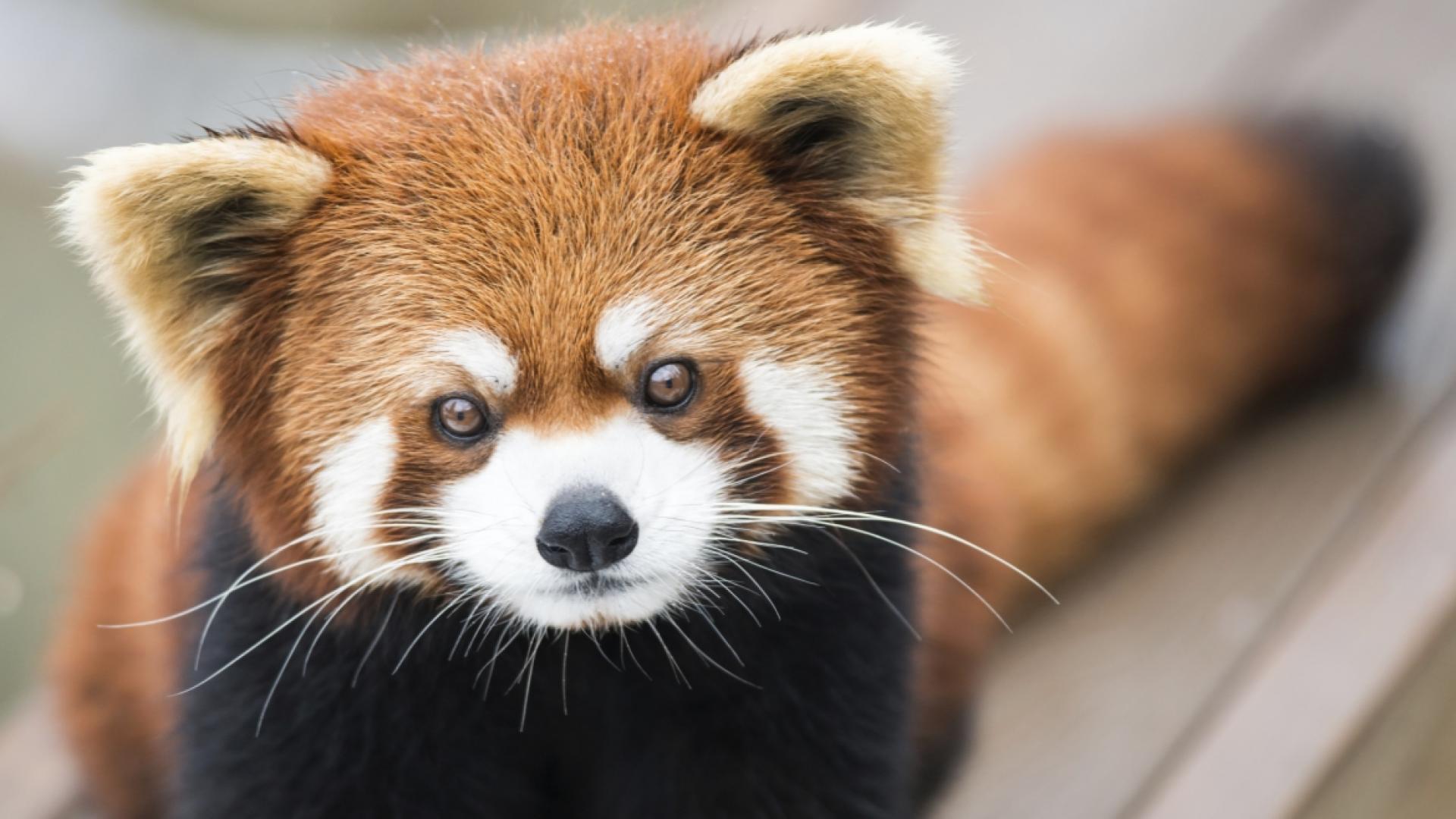 Дебютът на едно очарователно бебе червена панда (видео и снимки)|Vesti.bg