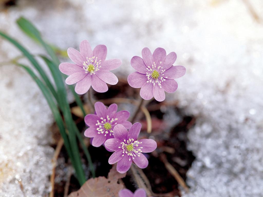 10 снимки и 5 причини защо обичаме пролетта - Любопитно - Vesti.bg