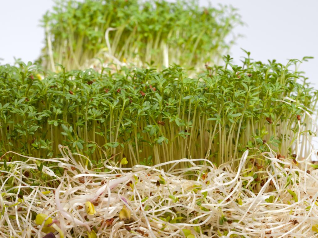 Екстракт от кресон може да предотврати рак у пушачи - Здравословно ...