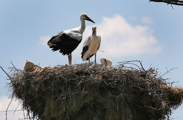 Щъркел се връща при любимата си 12 години поред - Любопитно - DarikNews.bg