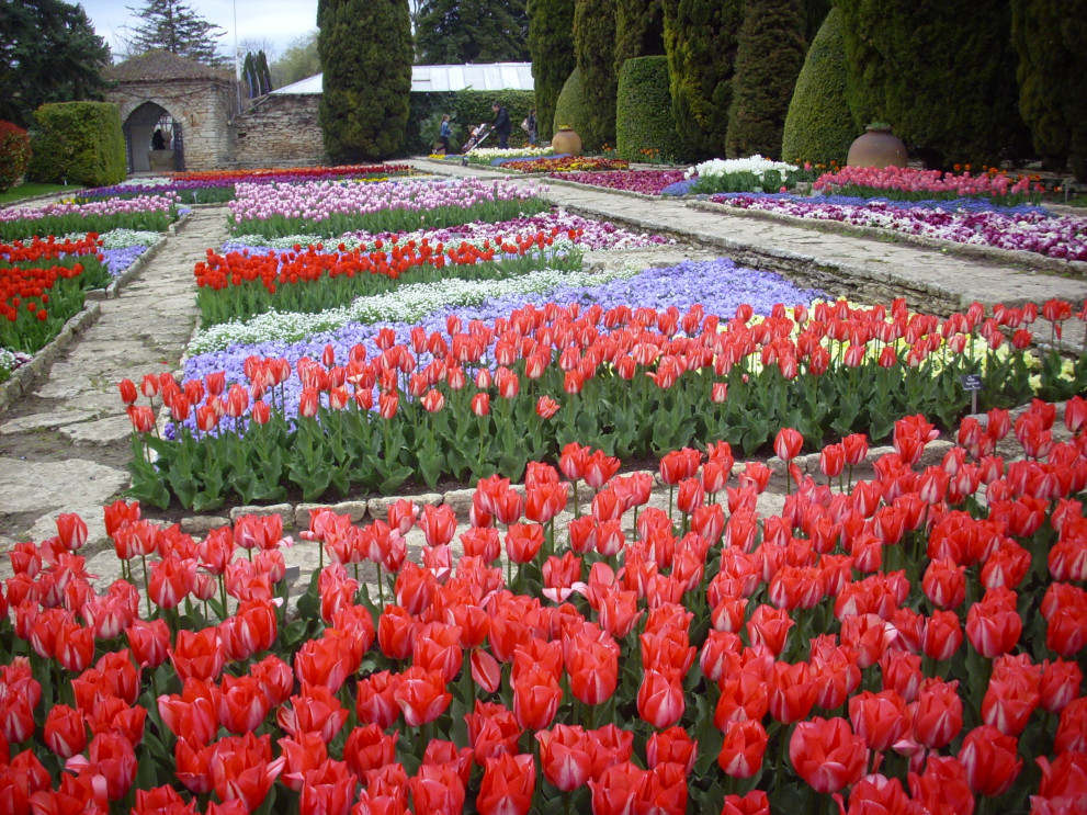 Парадът на лалетата радва посетителите на Ботаническата градина в ...