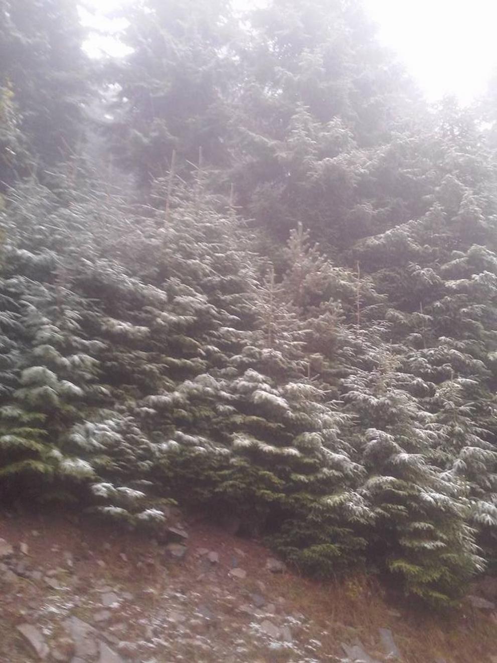 Сняг заваля в Родопите (СНИМКИ) - Фото