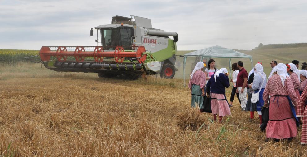 Жътва със сърп и паламарка в Странско - Хасково - DarikNews.bg