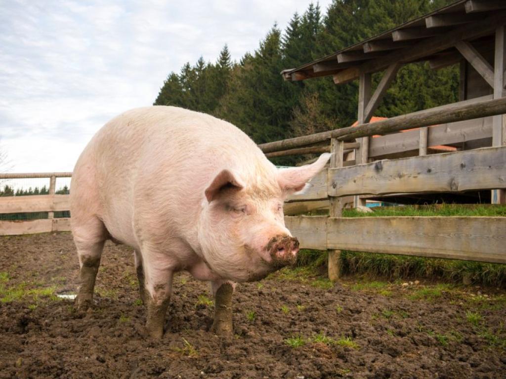 Нови огнища на чума в Монтана, Пловдив и Разград - България - Vesti.bg