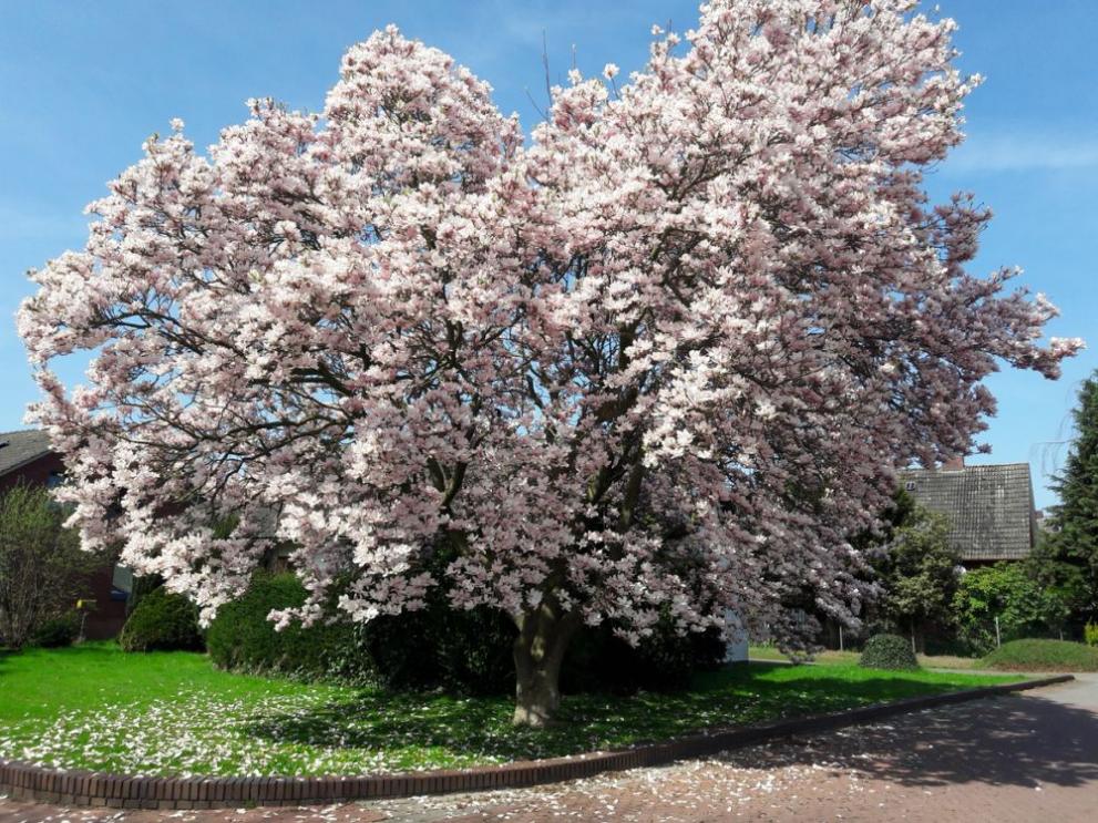 15 красиви дръвчета, с които ще превърнете градината си в рай (СНИМКИ ...