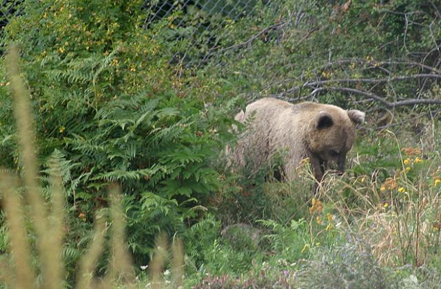 Wwf Проекти за пътища в България застрашават мечките и вълците