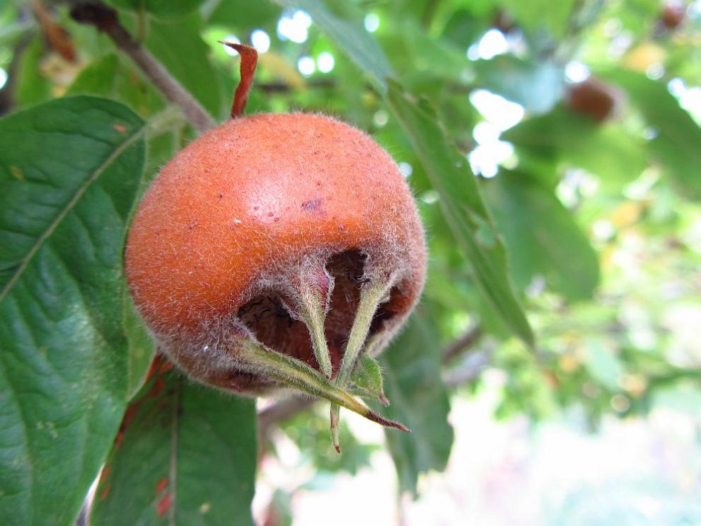 Мушмулата – невероятните свойства на един мистичен плод - Любопитно ...