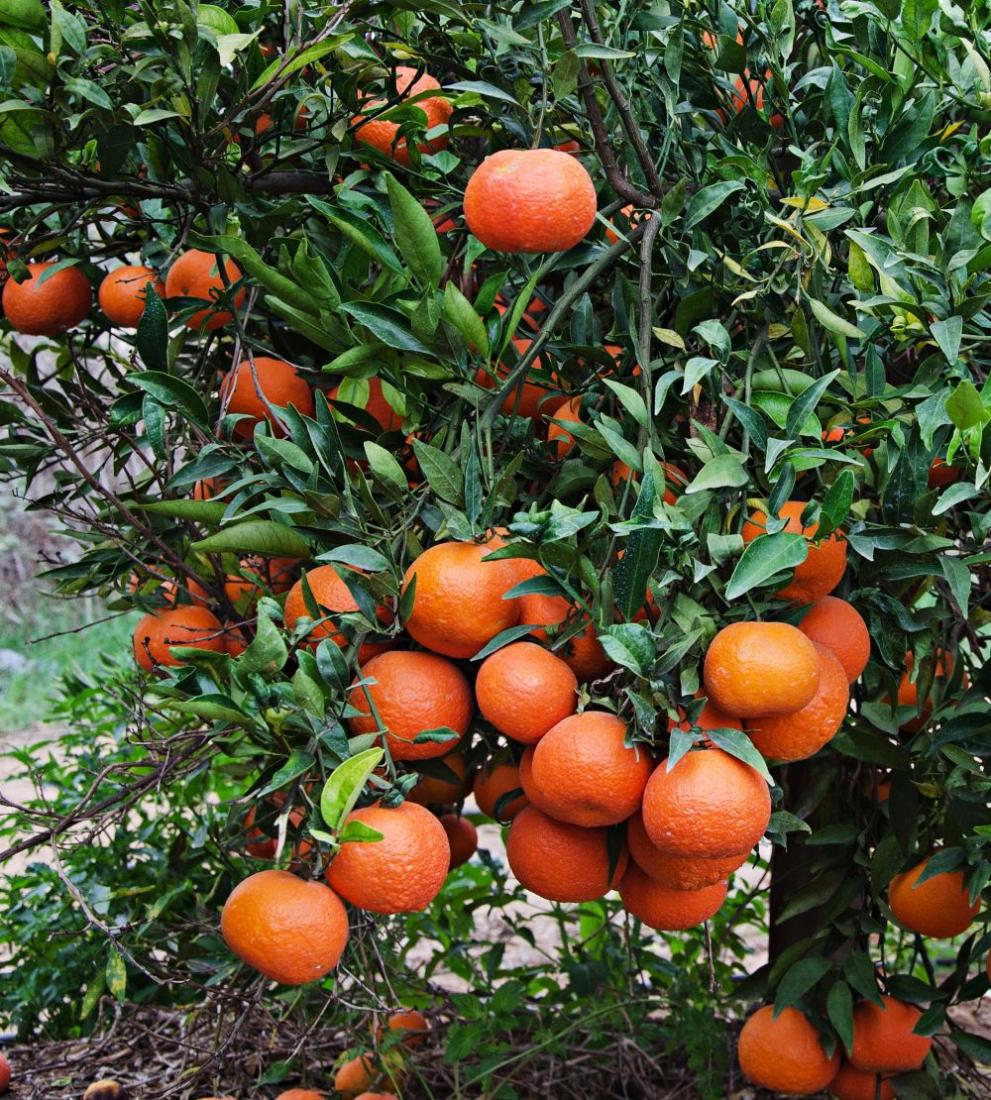 За какво да внимаваме, когато купуваме мандарини? (СНИМКИ/ВИДЕО ...