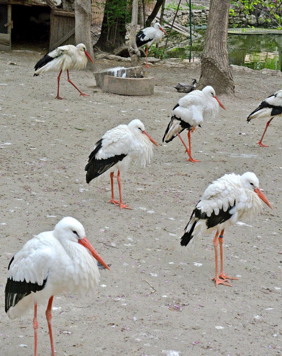 Зоопарк Варна е новият дом на 20 ранени щъркела (СНИМКИ)|DarikNews.bg