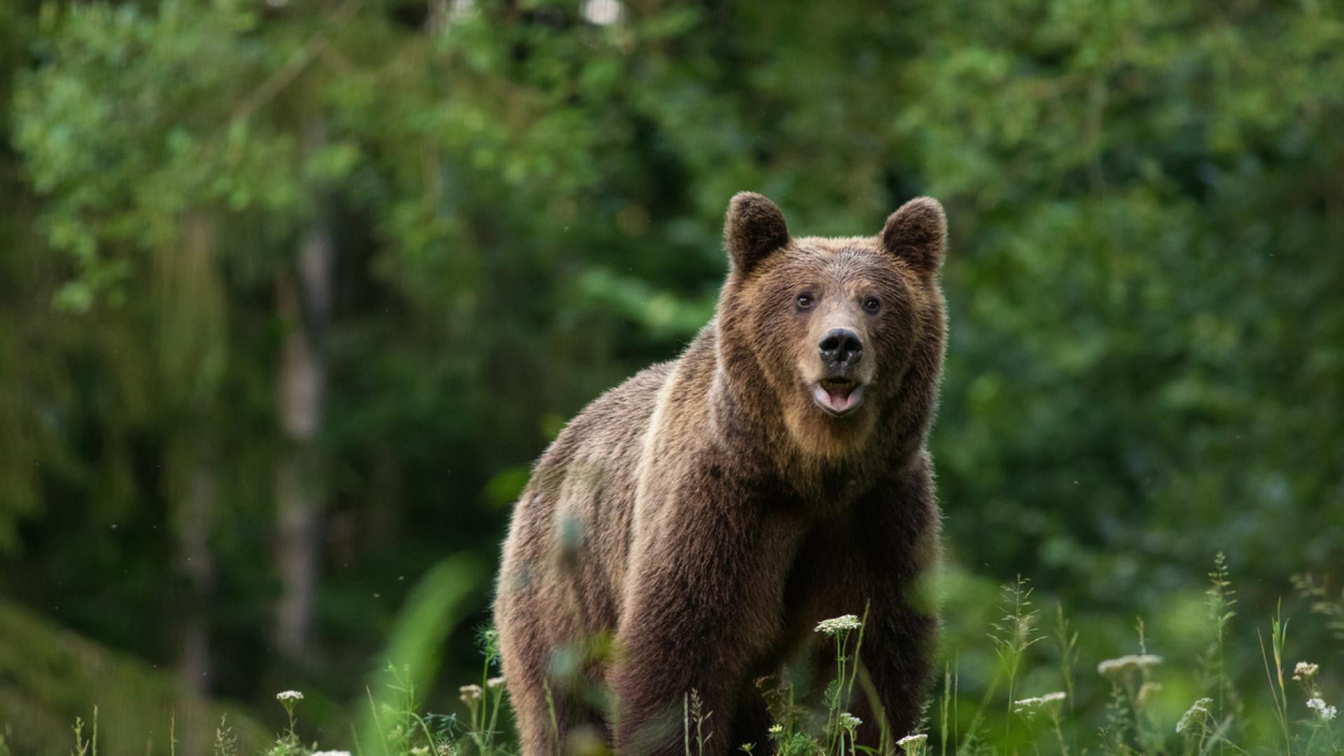 "Мислеше приятелката ми за обяд": Мечка нападна жена заради селфи|Vesti.bg