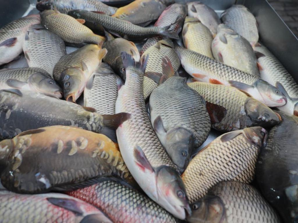 Жив Шаран за Никулден? Колко ще ни струва празничната трапеза ...