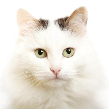 Всичко за кучетата и котките - DogsAndCats.bg