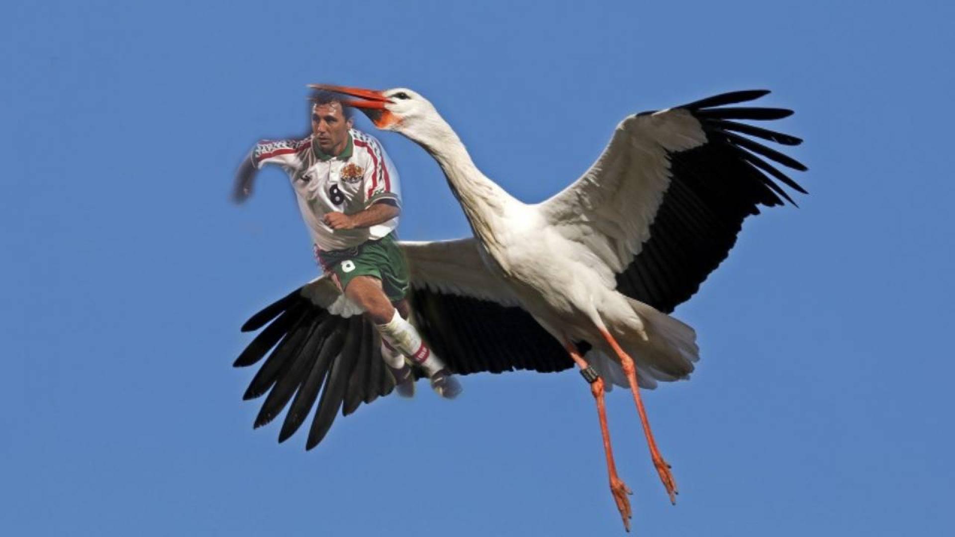 СВЕТОВНА СЛАВА: БГ щъркел по-известен от Стоичков - Интересно - Телеграф