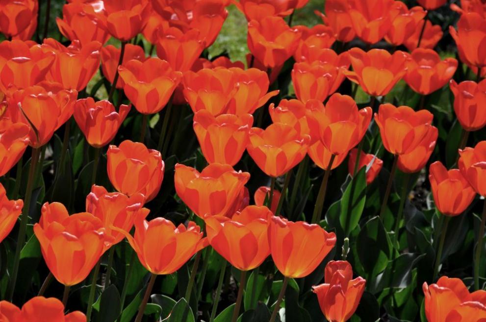 Откриха цветното изложение „Флора” в Бургас (СНИМКИ/ВИДЕО)|DarikNews.bg