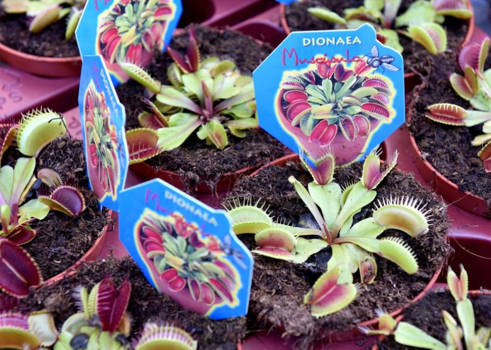 Открифа Фестивала на цветята “Флора Варна” (СНИМКИ)|DarikNews.bg