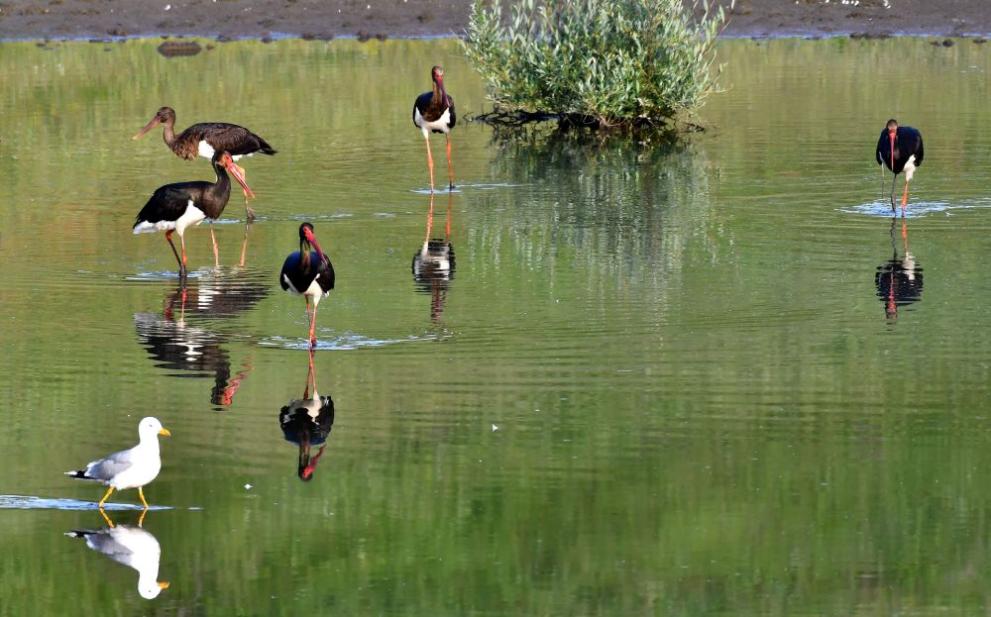 Село Брестовене посрещна черни щъркели (СНИМКИ)|DarikNews.bg