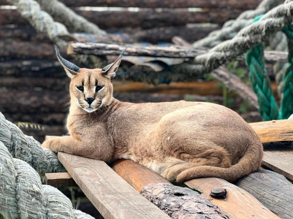 Единствената двойка каракали в България си имат сладки бебета (СНИМКИ ...