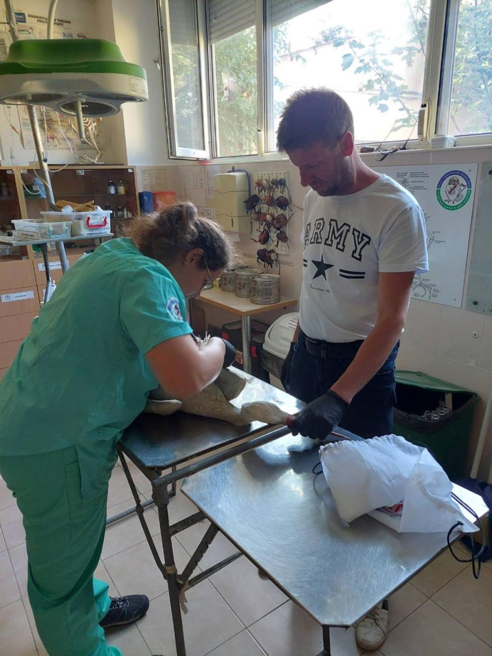 Доброто: Кмет спаси за пореден път бедстващ щъркел в Ракитово (СНИМКИ ...