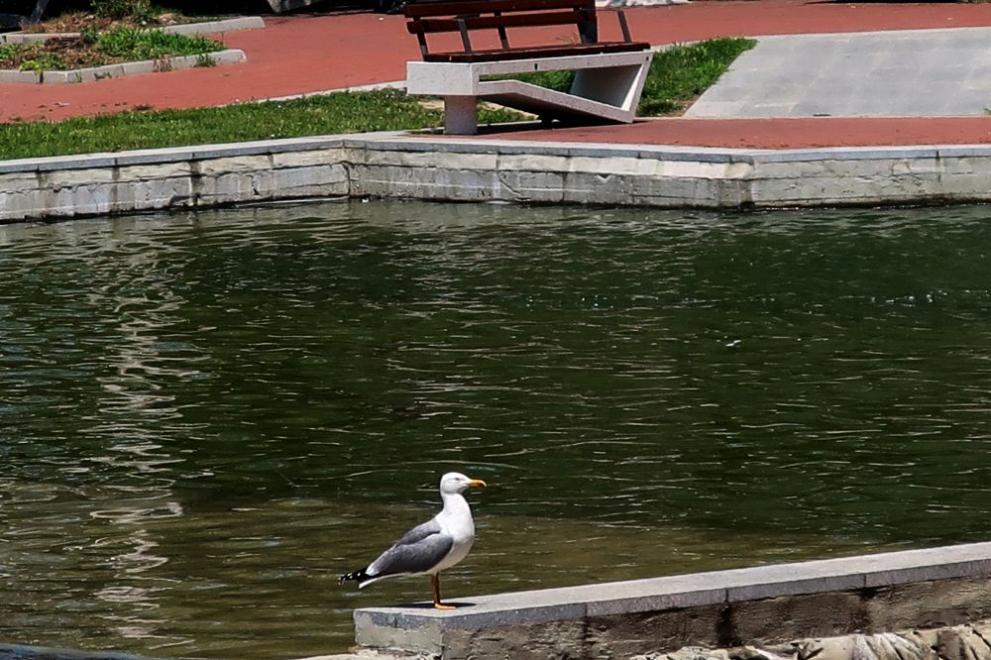 Лятна атракция: Водна каскада в центъра на Плевен (СНИМКИ) - Плевен ...