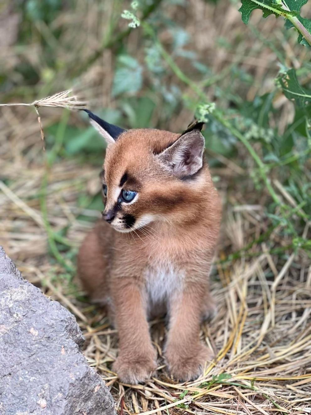 Вижте уникалните сладки бебета на единствената двойка каракали в ...