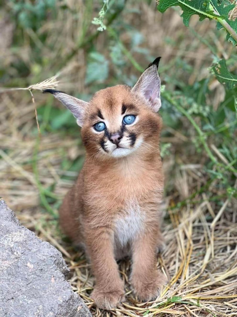 Вижте уникалните сладки бебета на единствената двойка каракали в ...