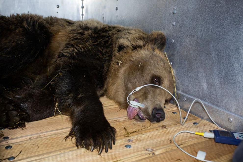 Нова мечка пристигна в Парка за мечки край Белица (СНИМКИ)|DarikNews.bg