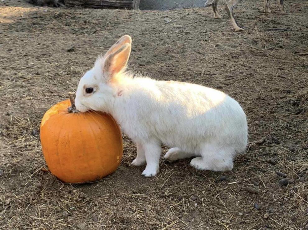 За Хелоуин: Тикви пълни със сладки изненади радват животните от ...