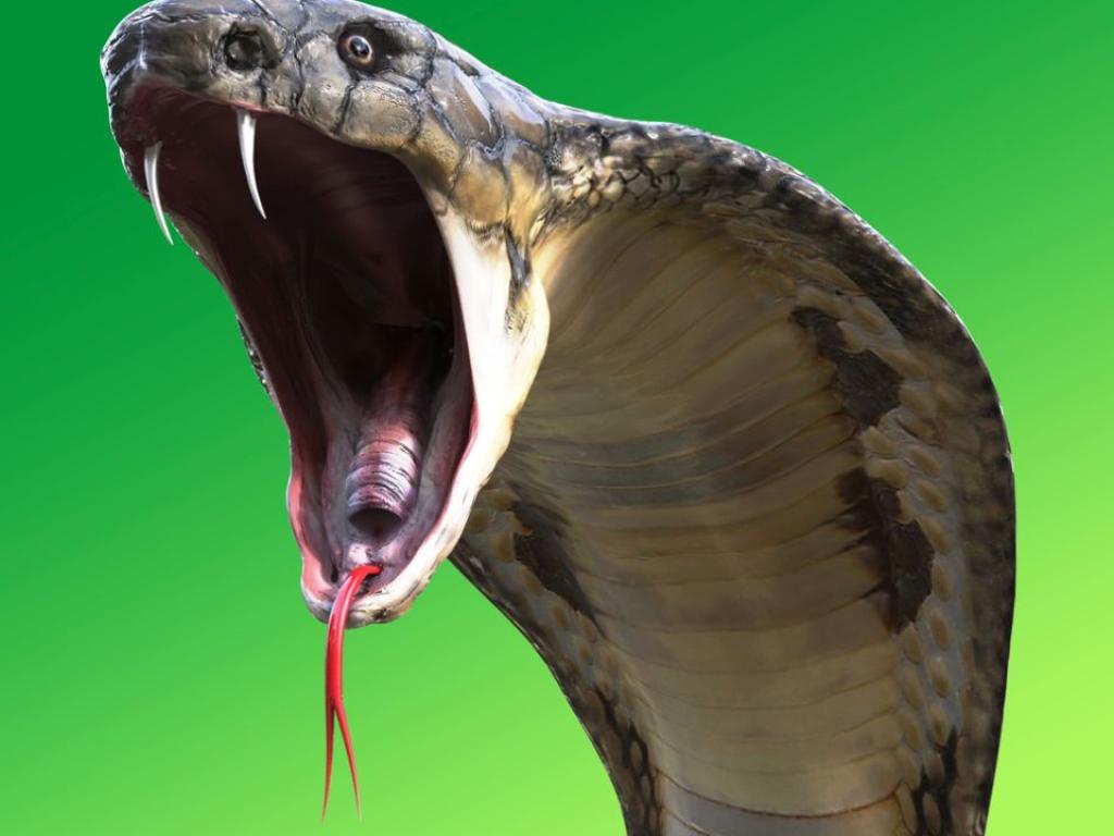 Смяна на ролите: 8-годишно индийче ухапа и уби отровна змия - Любопитно ...