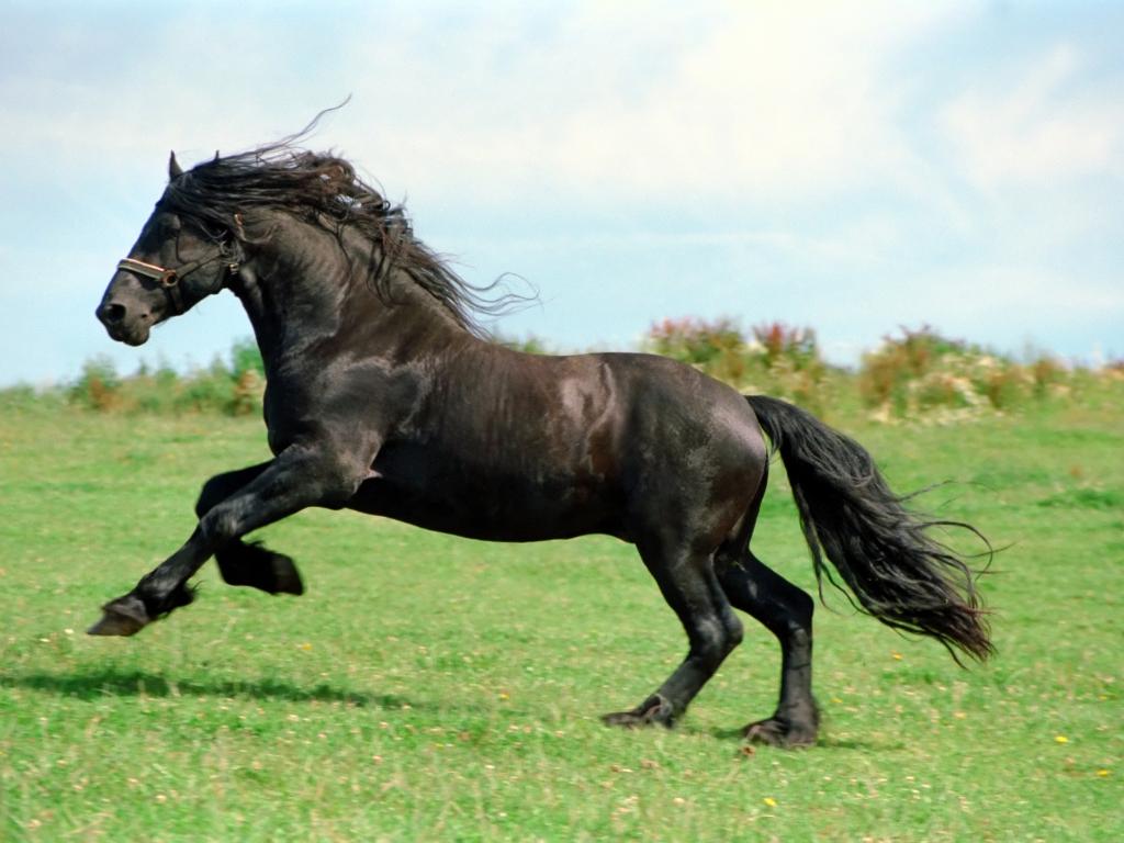 Клониран кон - първият по рода си, показаха в Китай - Любопитно - Vesti.bg