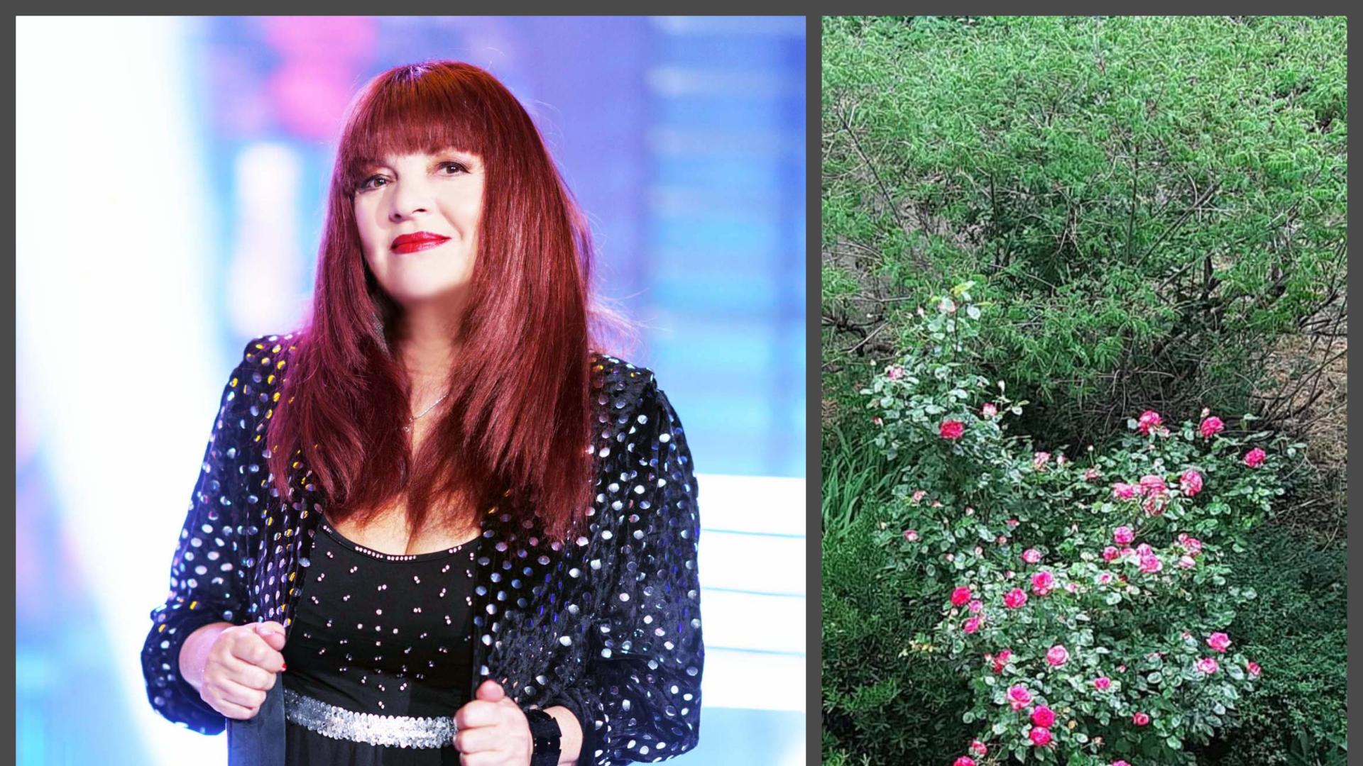 Откраднаха нарцисите на Джина от „Трамвай №5“|Телеграф