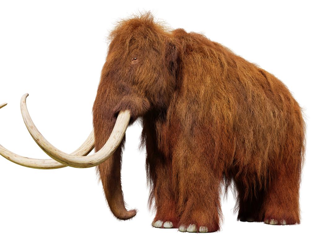 Огромно кюфте от мамут беше представено в Нидерландия - Любопитно ...