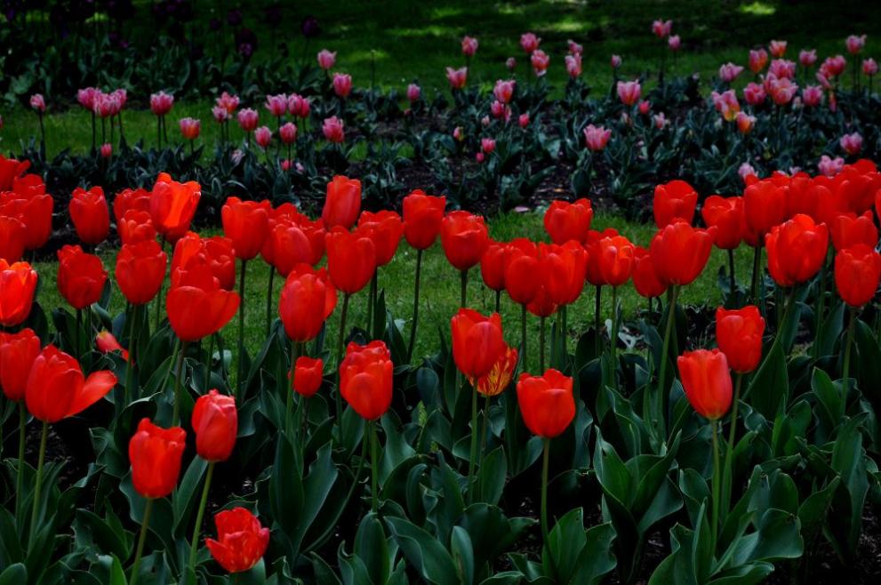 „Флора 2023“ превръща Бургас в град на цветята (СНИМКИ)|DarikNews.bg