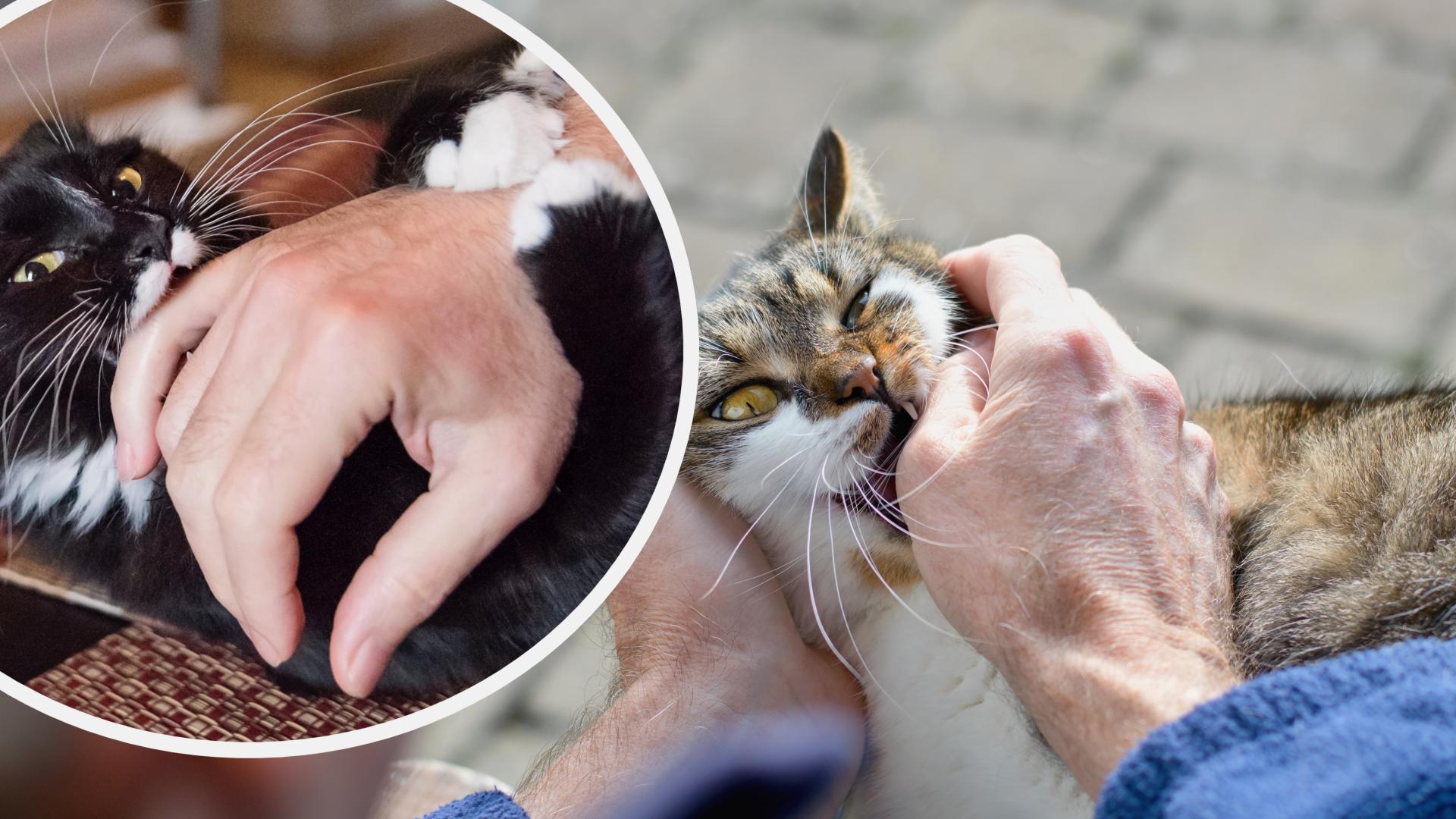 ПОЛЕЗНО ЗА ДОМАШНИТЕ ЛЮБИМЦИ: Защо хапят котките? - Телеграф+ - Телеграф