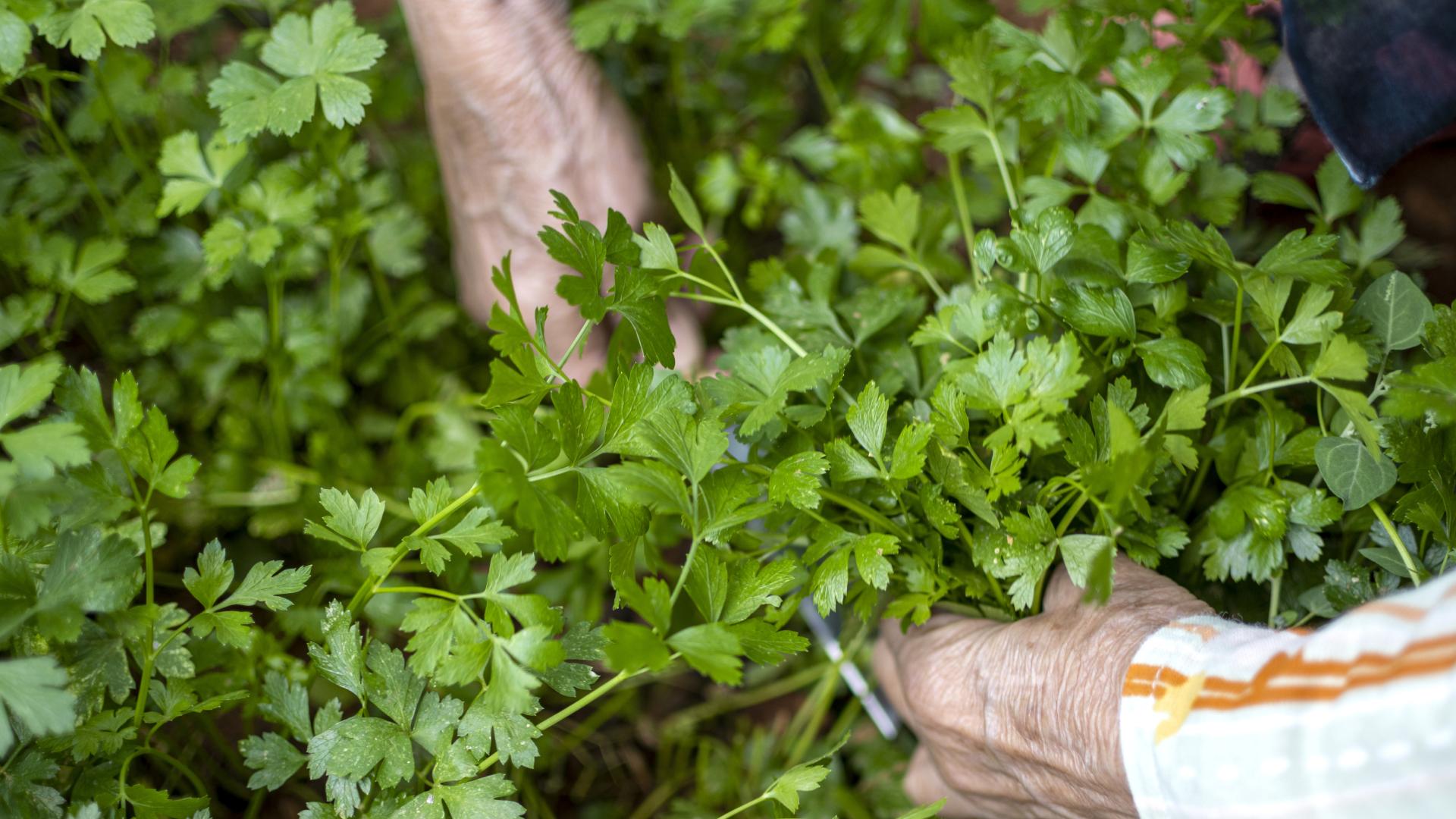 Агро Телеграф: Канела пази семената на магданоза от мравки|Телеграф