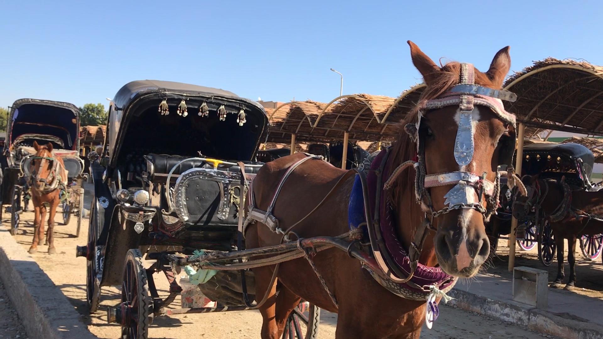 Каруцар премаза мъж на пешеходна - България - Телеграф
