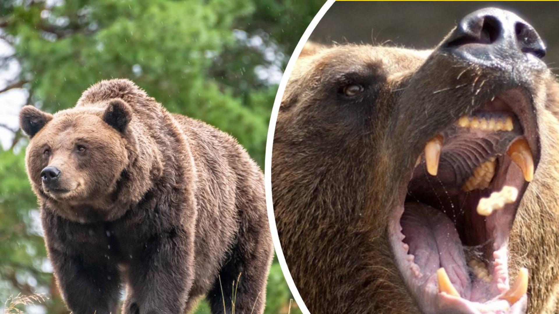 ВНИМАВАЙТЕ: Мечка и малките й се навъртат около наш град!|Телеграф