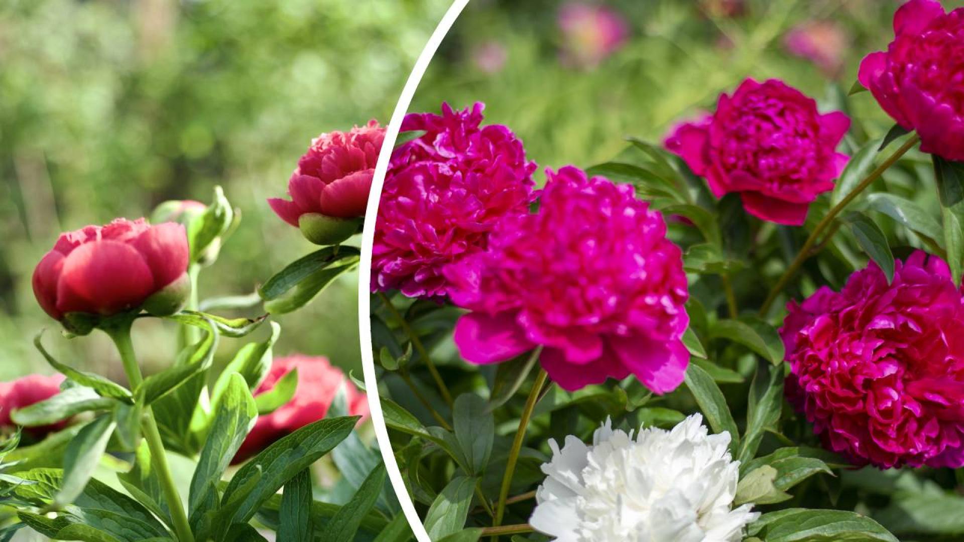 СОЛЕНО: Стотици хиляди глоба за откъснат божур - Светът - Телеграф