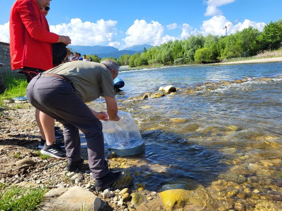 Река Искър в Самоков бе зарибена с около 8500 балкански пъстърви ...