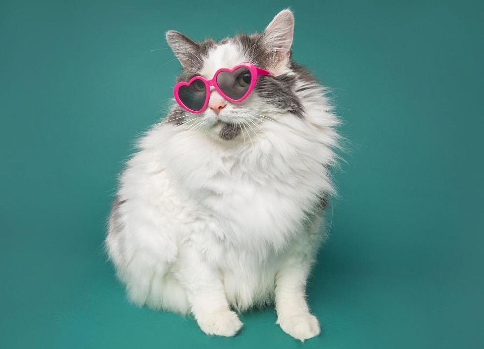 В Международния ден на котките: Забавни и любопитни факти за пухкавите ...