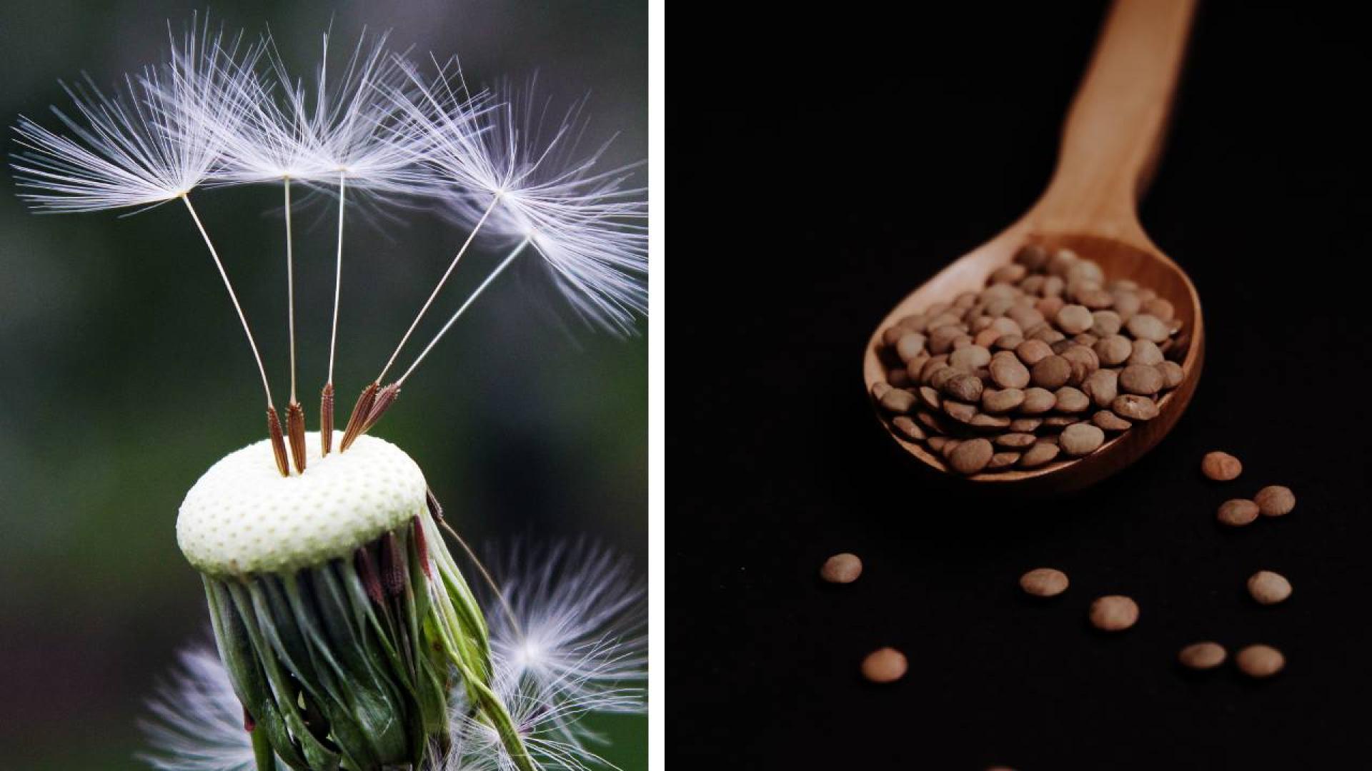 ВЕЩИ В ЗАНАЯТА: Глухарче и босилек ни пазят от изневери|Телеграф