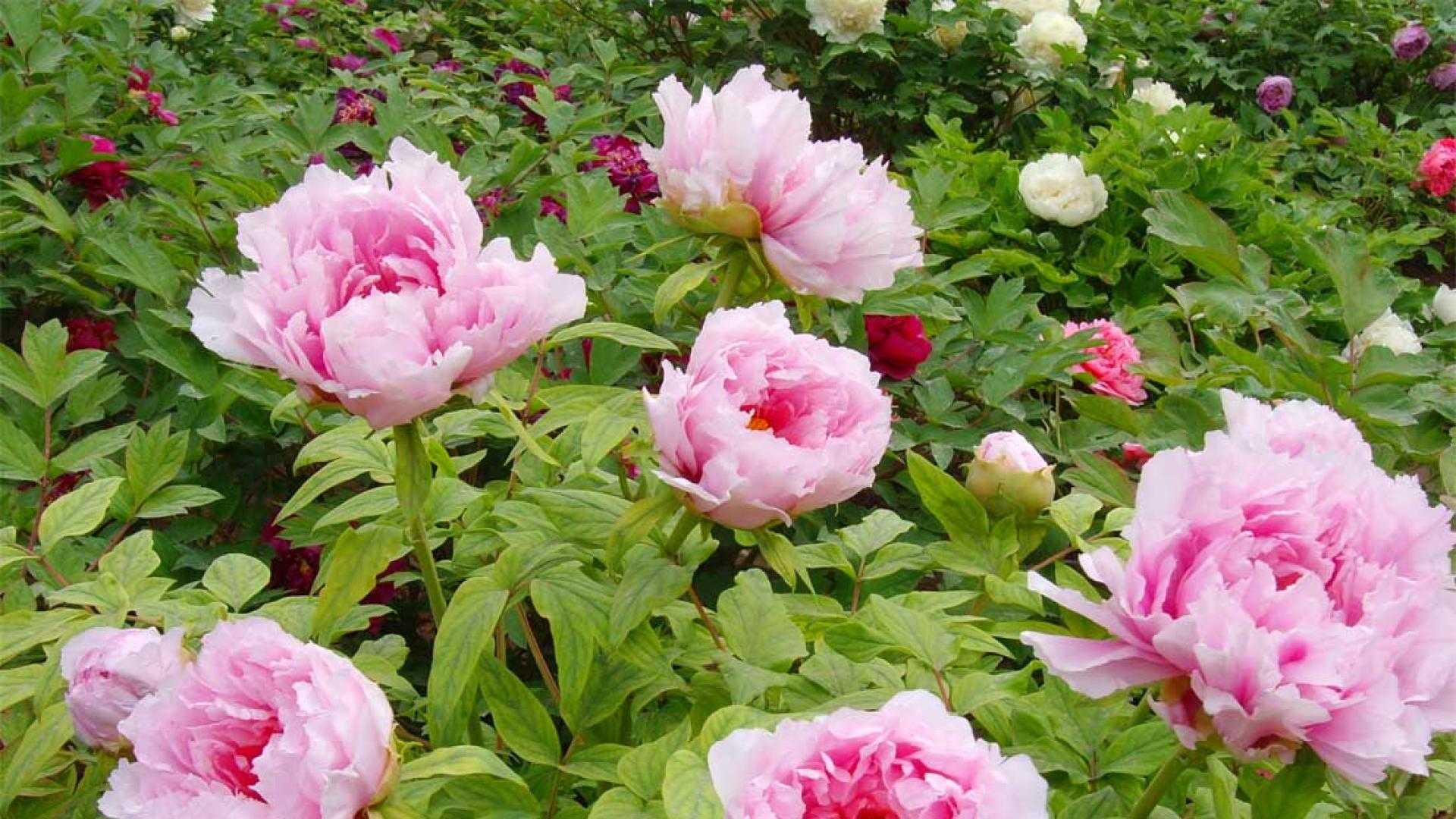 Агро Телеграф: Разделяме божурите през кадифения сезон|Телеграф