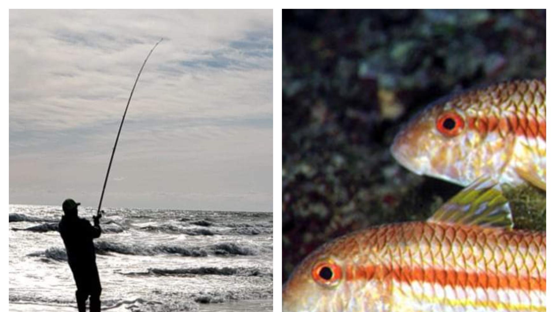 СЕГА Е МОМЕНТЪТ Сезонът на морските въдичари започва Телеграф