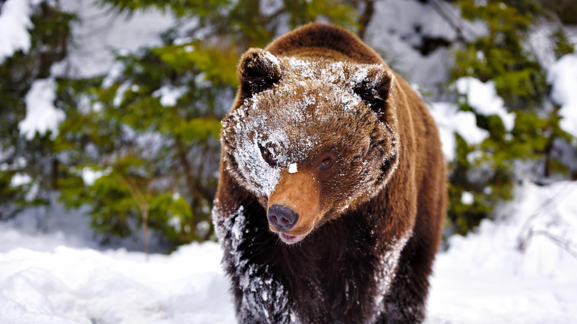 НЕОЧАКВАНО: Мечка препъна скиор|Телеграф