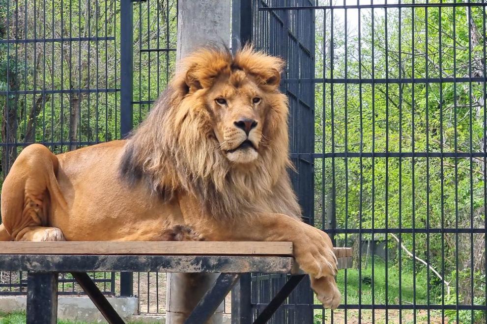 Нови животни радват посетителите на зоологическата градина в Ловеч ...