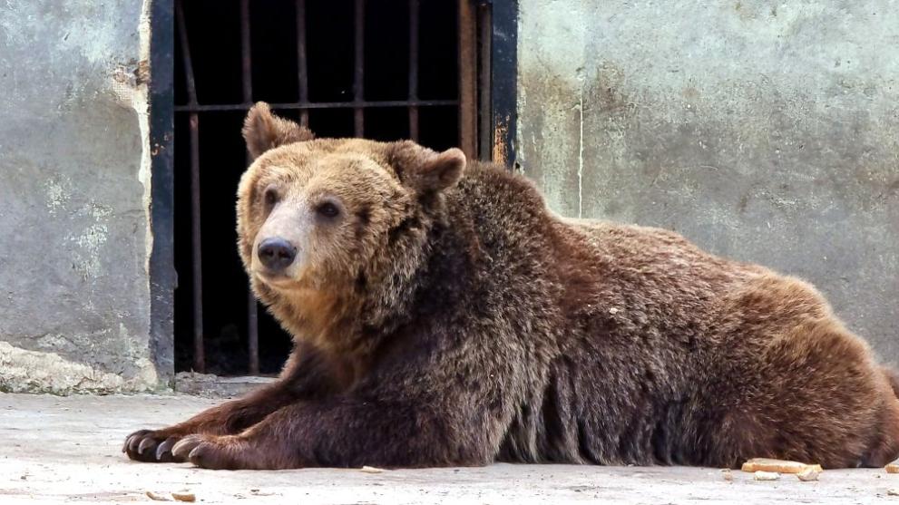 Нови животни радват посетителите на зоологическата градина в Ловеч ...