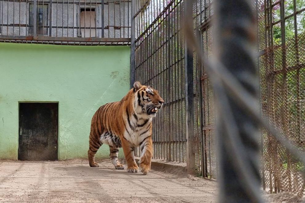 Нови животни радват посетителите на зоологическата градина в Ловеч ...